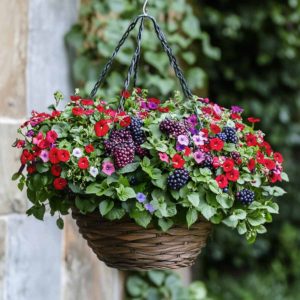 19 Wild Berry Garden Ideas to Grow Berries at Home