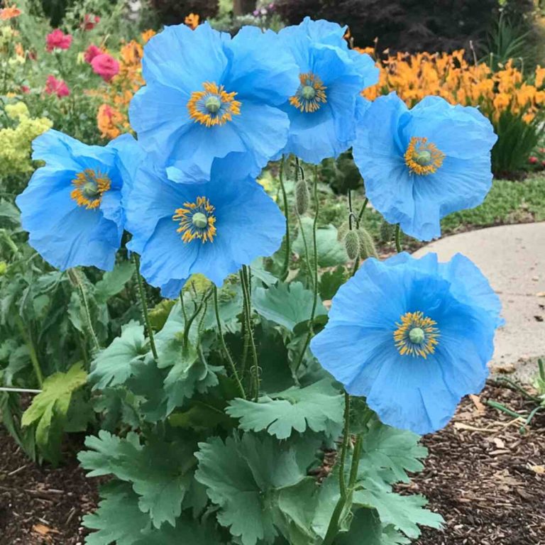 21 Blue Flowers Garden Ideas To Make Your Garden Look Like a Dream