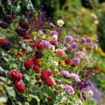 19 Wild Berry Garden Ideas to Grow Berries at Home