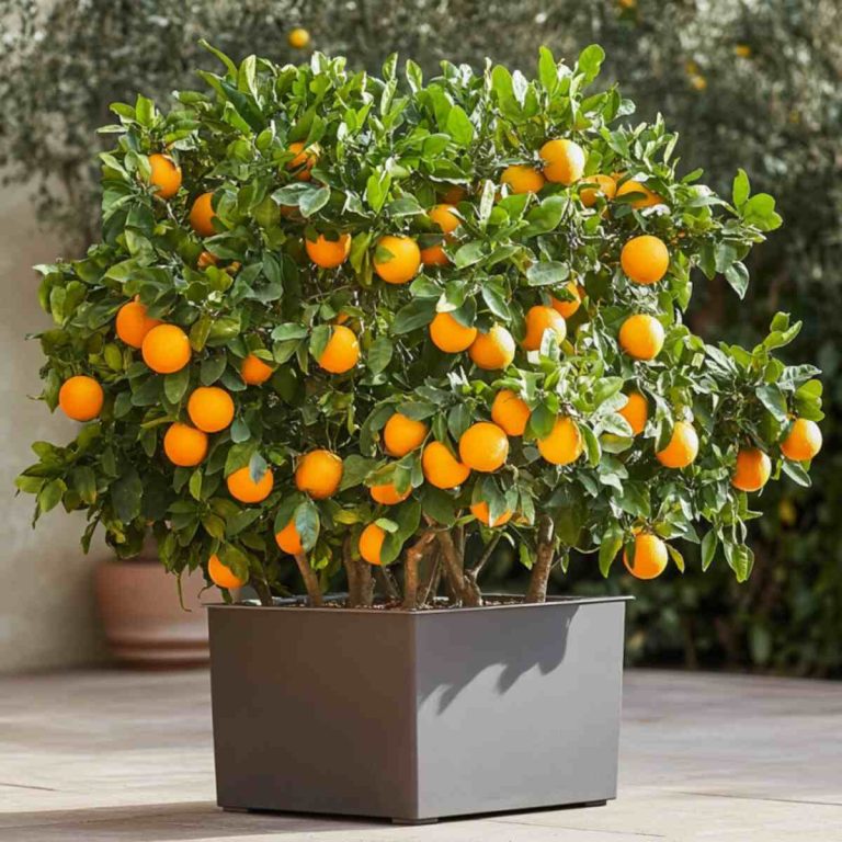 19 Clever Potted Citrus Garden Ideas (Even Indoors!)