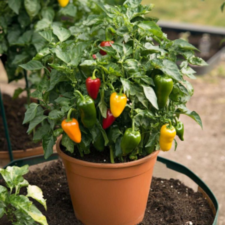 18 Spicy Pepper Garden Ideas for a Fiery Backyard!
