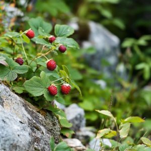 19 Wild Berry Garden Ideas to Grow Berries at Home