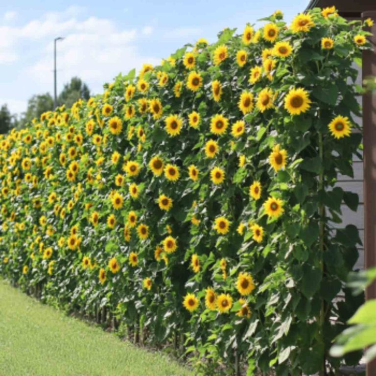 20 Gorgeous Sunflower Garden Ideas You Need to Try