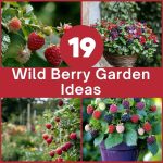 19 Wild Berry Garden Ideas to Grow Berries at Home