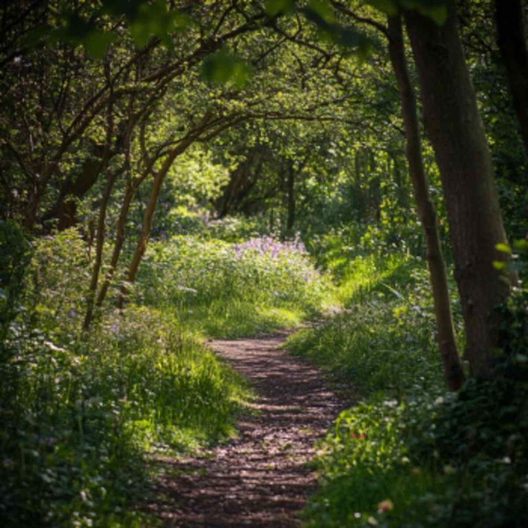 19 Wild Berry Garden Ideas to Grow Berries at Home