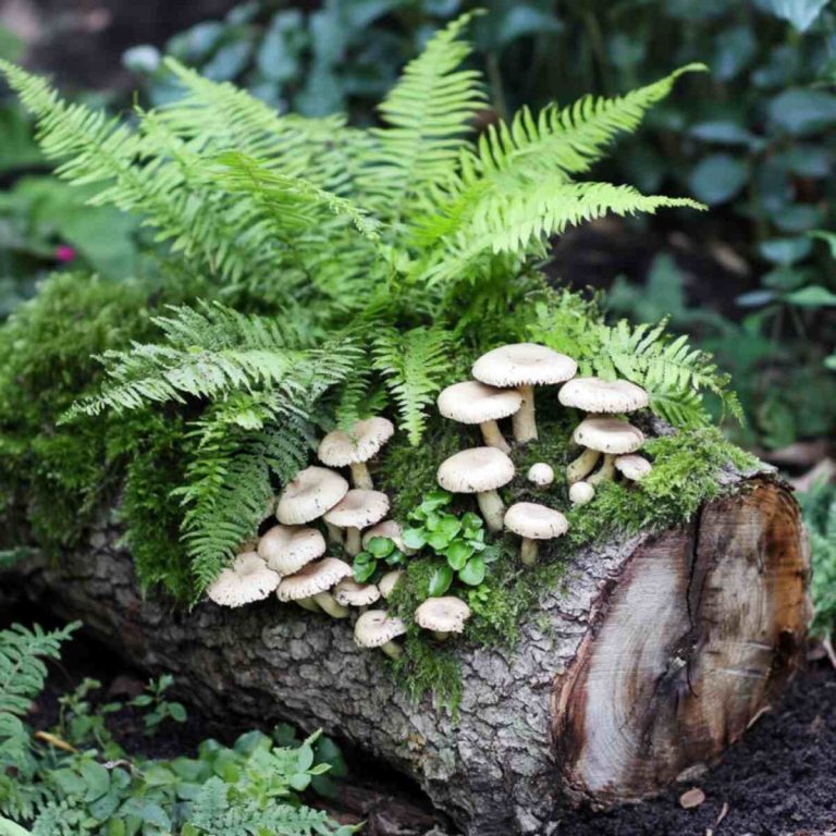 21 Brilliant Mushroom Log Garden Ideas