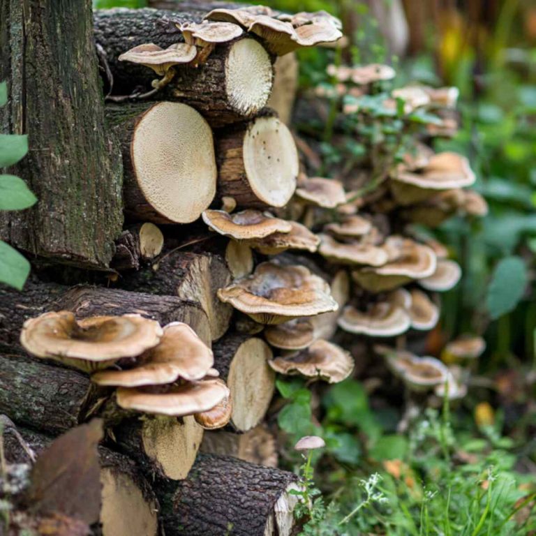 21 Brilliant Mushroom Log Garden Ideas