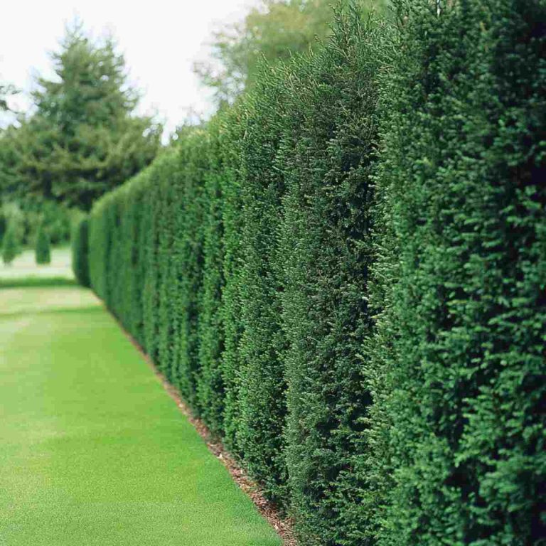 25 Smart Garden Ideas for Windy Areas That Actually Work