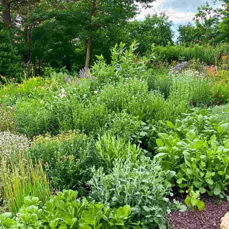 21 Creative Seed Bomb Garden Ideas That Anyone Can Try