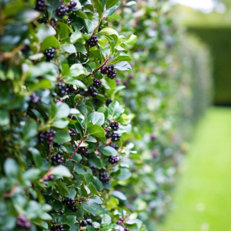 21 Best Edible Hedge Garden Ideas