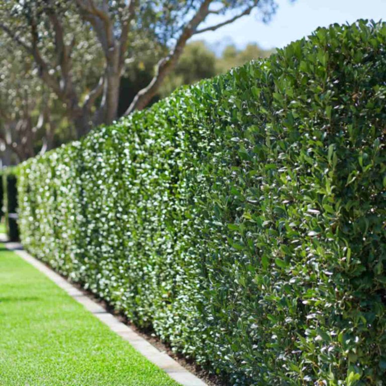 21 Best Edible Hedge Garden Ideas