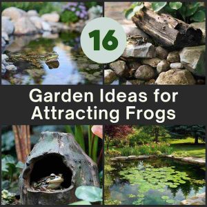 16 Easy Garden Ideas to Attract Frogs Naturally