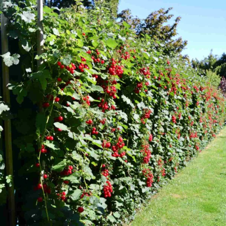 21 Best Edible Hedge Garden Ideas