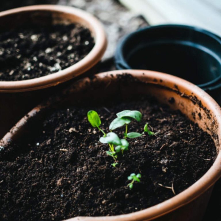 18 Fun Garden Ideas for Kids' Science Projects
