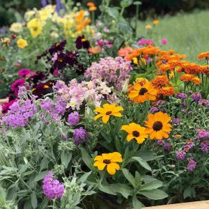 15 Community Garden Plot Ideas That Go Beyond Vegetables