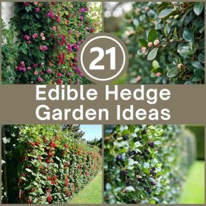 21 Best Edible Hedge Garden Ideas