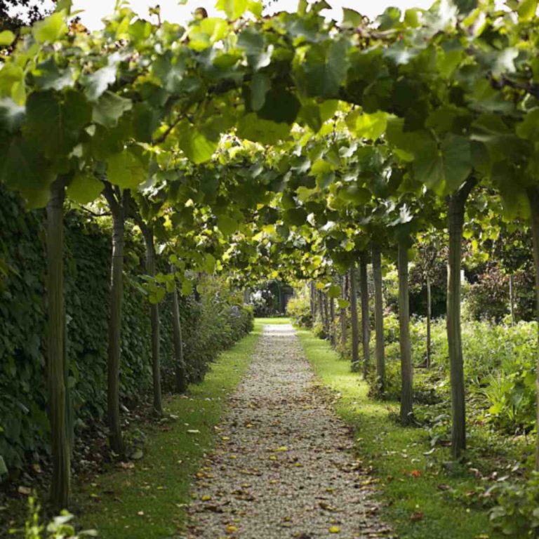 21 Best Edible Hedge Garden Ideas