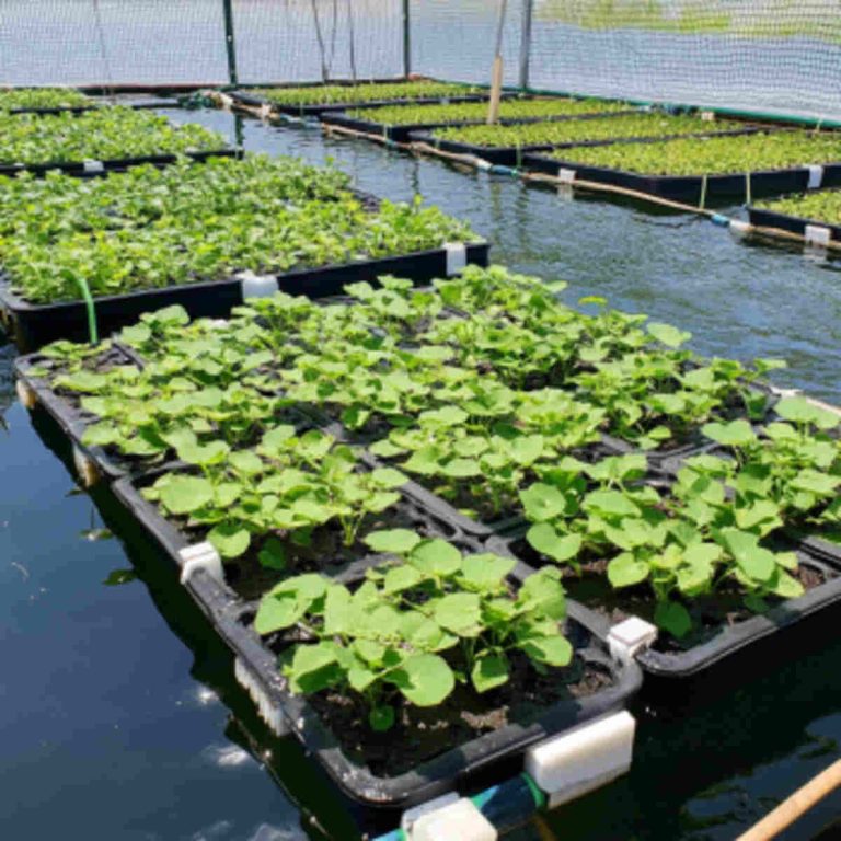 15 Brilliant Aquaponic Garden Ideas for Every Space!