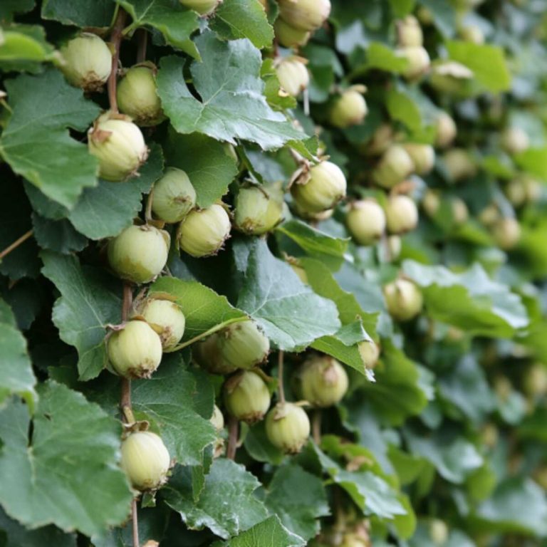 21 Best Edible Hedge Garden Ideas