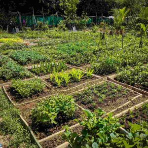 15 Community Garden Plot Ideas That Go Beyond Vegetables