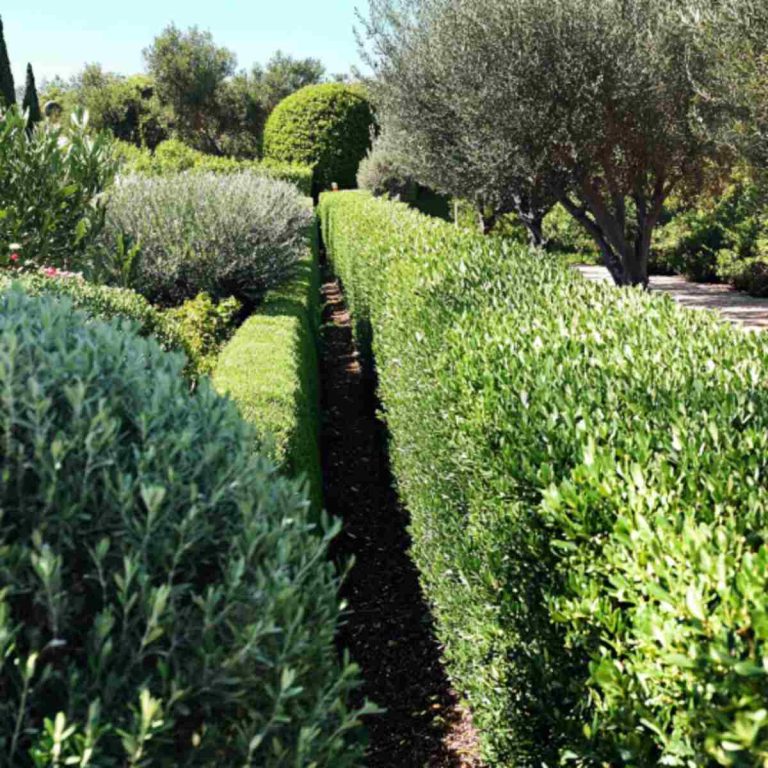 21 Best Edible Hedge Garden Ideas