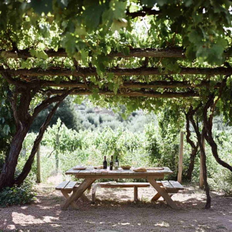 20 Easy Vineyard Garden Ideas for a Relaxing Escape