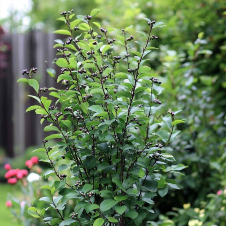 21 Best Edible Hedge Garden Ideas