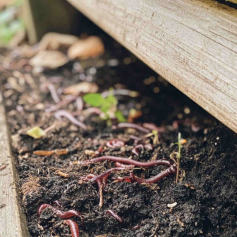 20 Easy DIY Garden Ideas for Composting with Worms