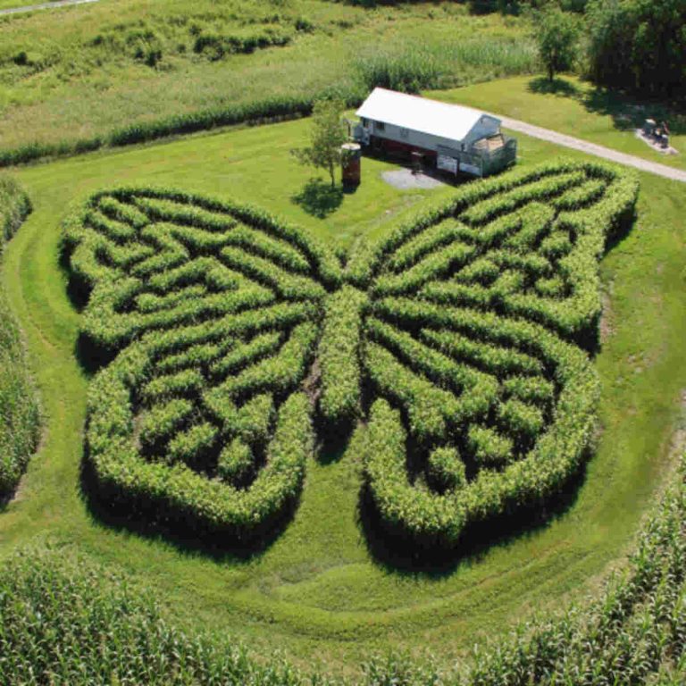 10 Creative Garden Ideas for Mini Corn Mazes You Can Try Today