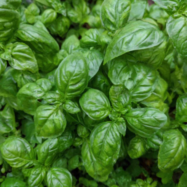 15 Garden Ideas for Pizza Ingredients You Can Grow—Even in Small Spaces!