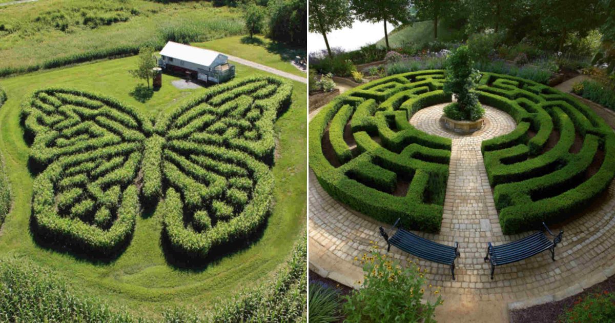 10 Creative Garden Ideas for Mini Corn Mazes You Can Try Today
