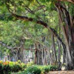 19 Natural Shade Trees That Instantly Cool Down Your Garden