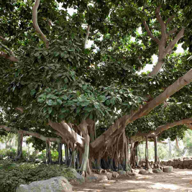 19 Natural Shade Trees That Instantly Cool Down Your Garden