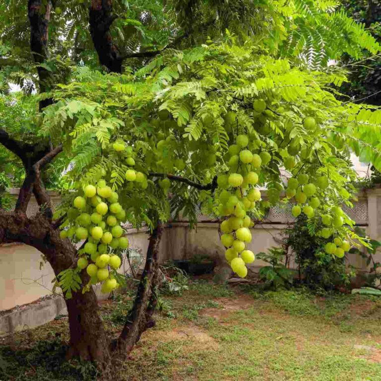 19 Natural Shade Trees That Instantly Cool Down Your Garden