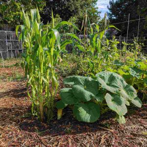 15 Genius Companion Plant Layouts That Actually Work in Real Gardens