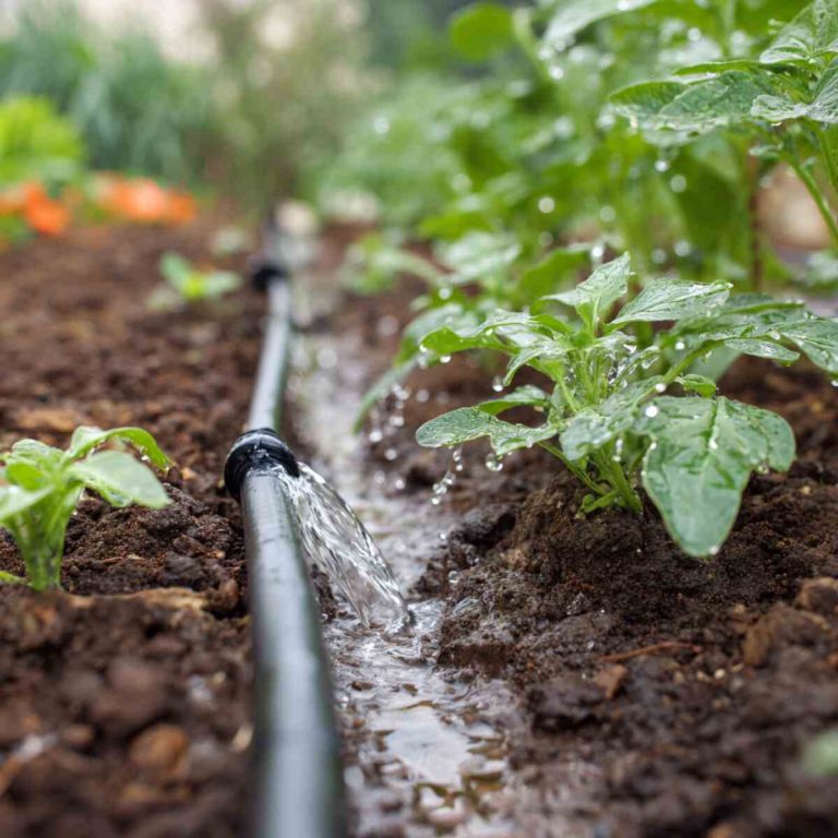 10 Smart Ways to Collect Rainwater for Your Garden
