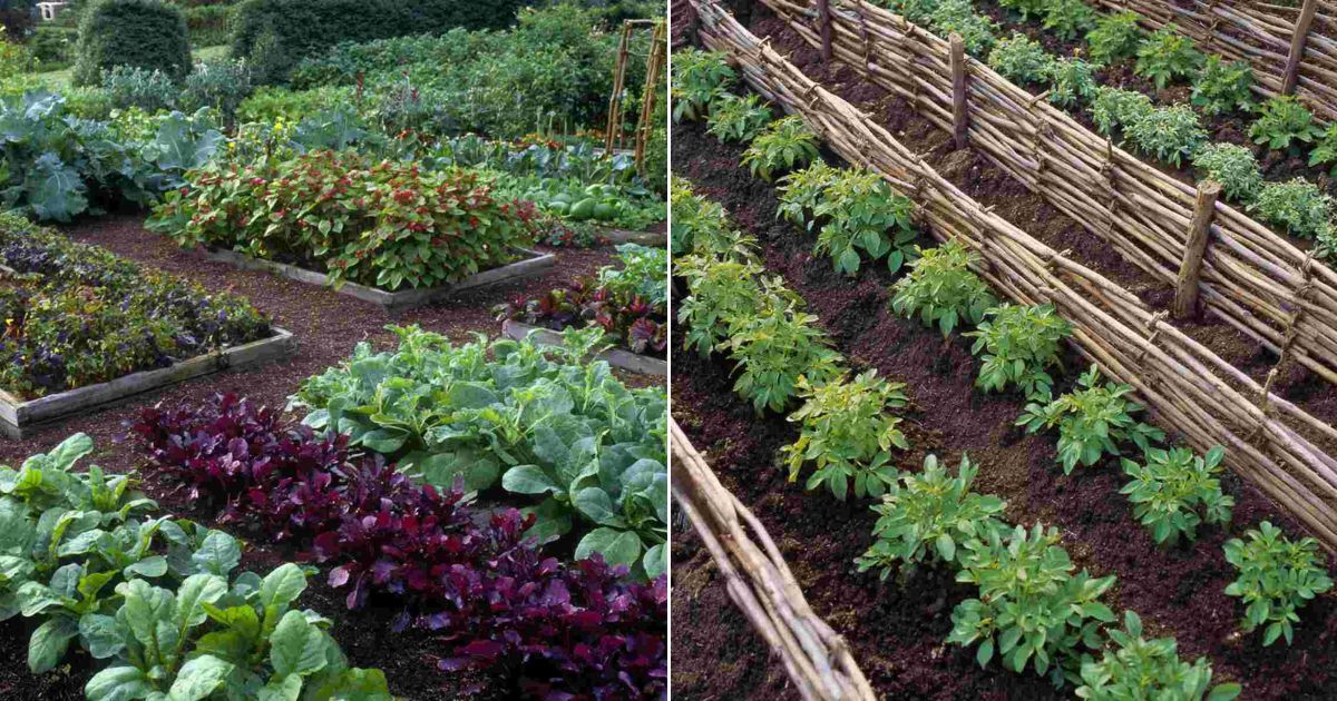 15 Genius Companion Plant Layouts That Actually Work in Real Gardens