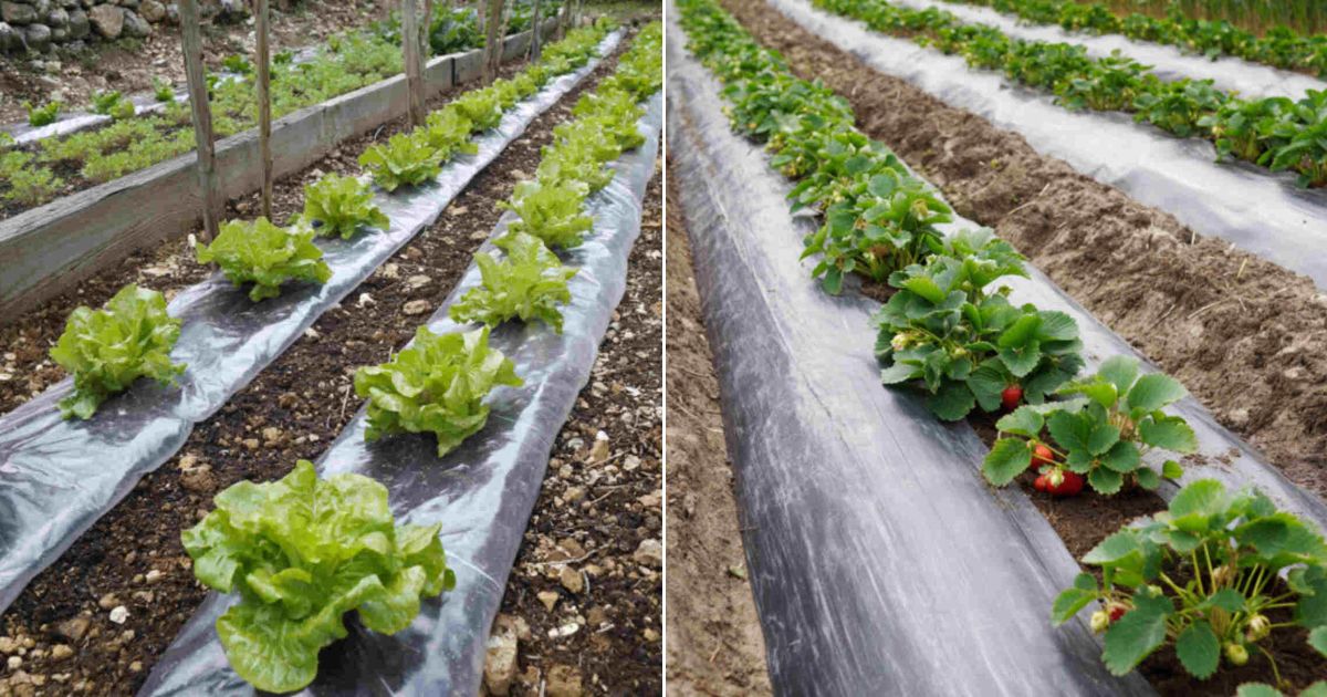 17 Genius Ways to Use Reflective Mulch Sheets in Your Garden