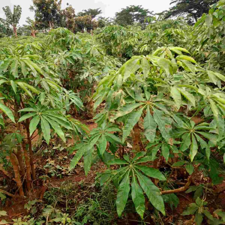 21 Climate-Smart Crops That Can Survive Extreme Weather