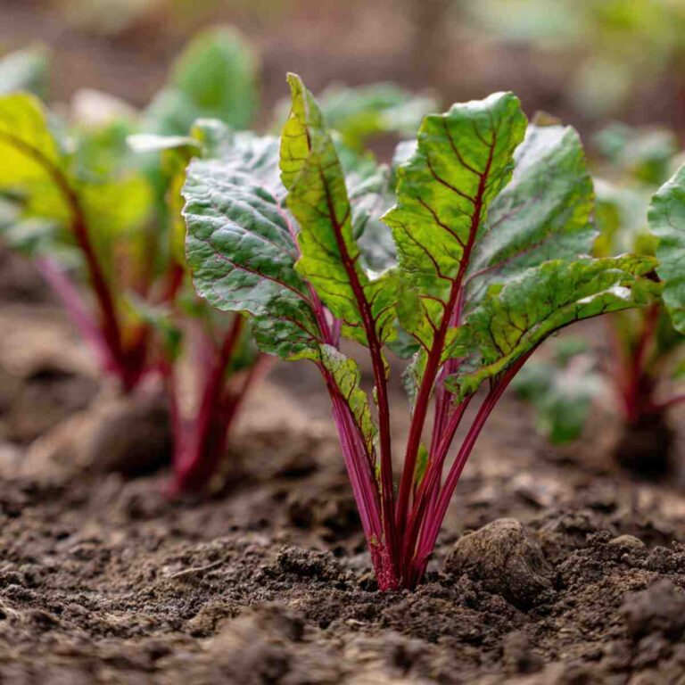 21 Quick-Harvest Crops That Grow in Just Weeks