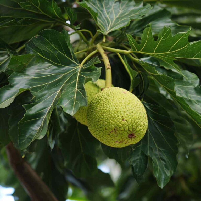 21 Climate-Smart Crops That Can Survive Extreme Weather