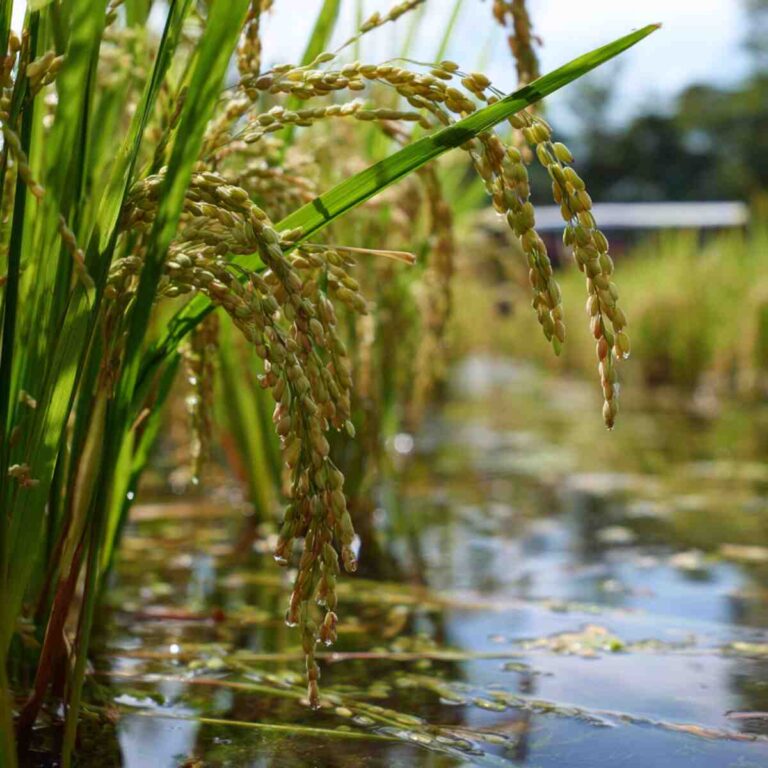 21 Climate-Smart Crops That Can Survive Extreme Weather