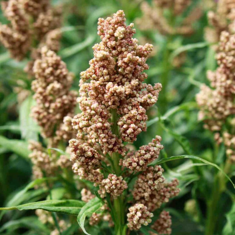 21 Climate-Smart Crops That Can Survive Extreme Weather