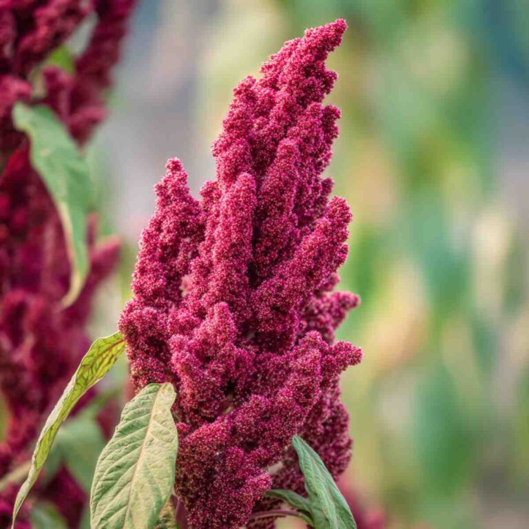 21 Climate-Smart Crops That Can Survive Extreme Weather