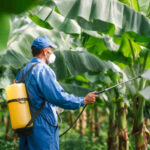 21 Brilliant Banana Peel Fertilizer Hacks Every Gardener Should Try