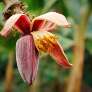 21 Brilliant Banana Peel Fertilizer Hacks Every Gardener Should Try