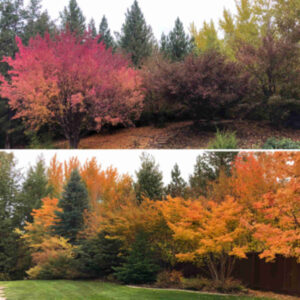 20 Garden Ideas with Seasonal Color Transitions