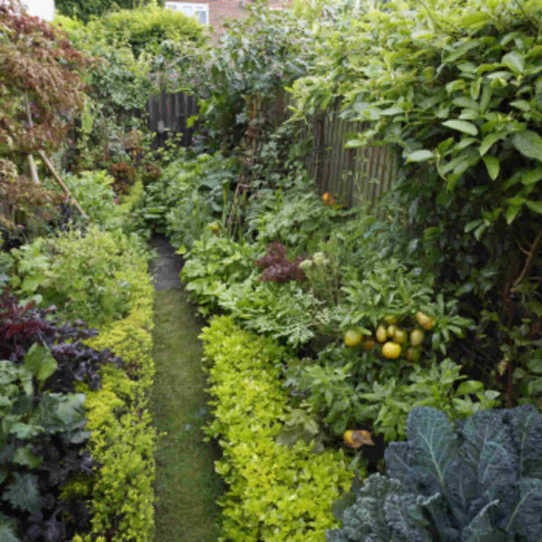 20 Mini Food Forest Ideas That Turn Tiny Yards Into Edible Paradises