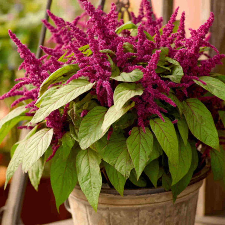 19 Growing Grains at Home Ideas (No Big Yard Needed)