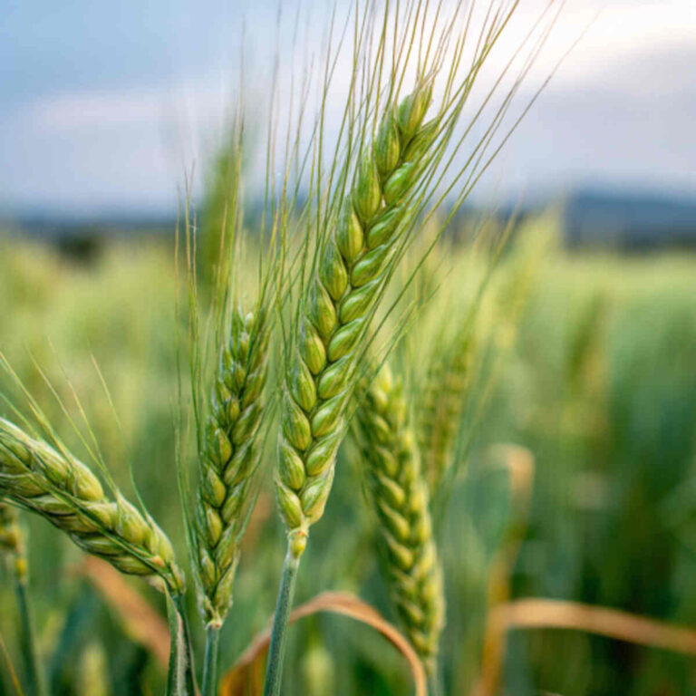 19 Growing Grains at Home Ideas (No Big Yard Needed)